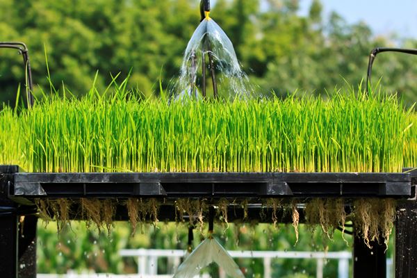 Aeroponics rice plantation technic - The Tribune