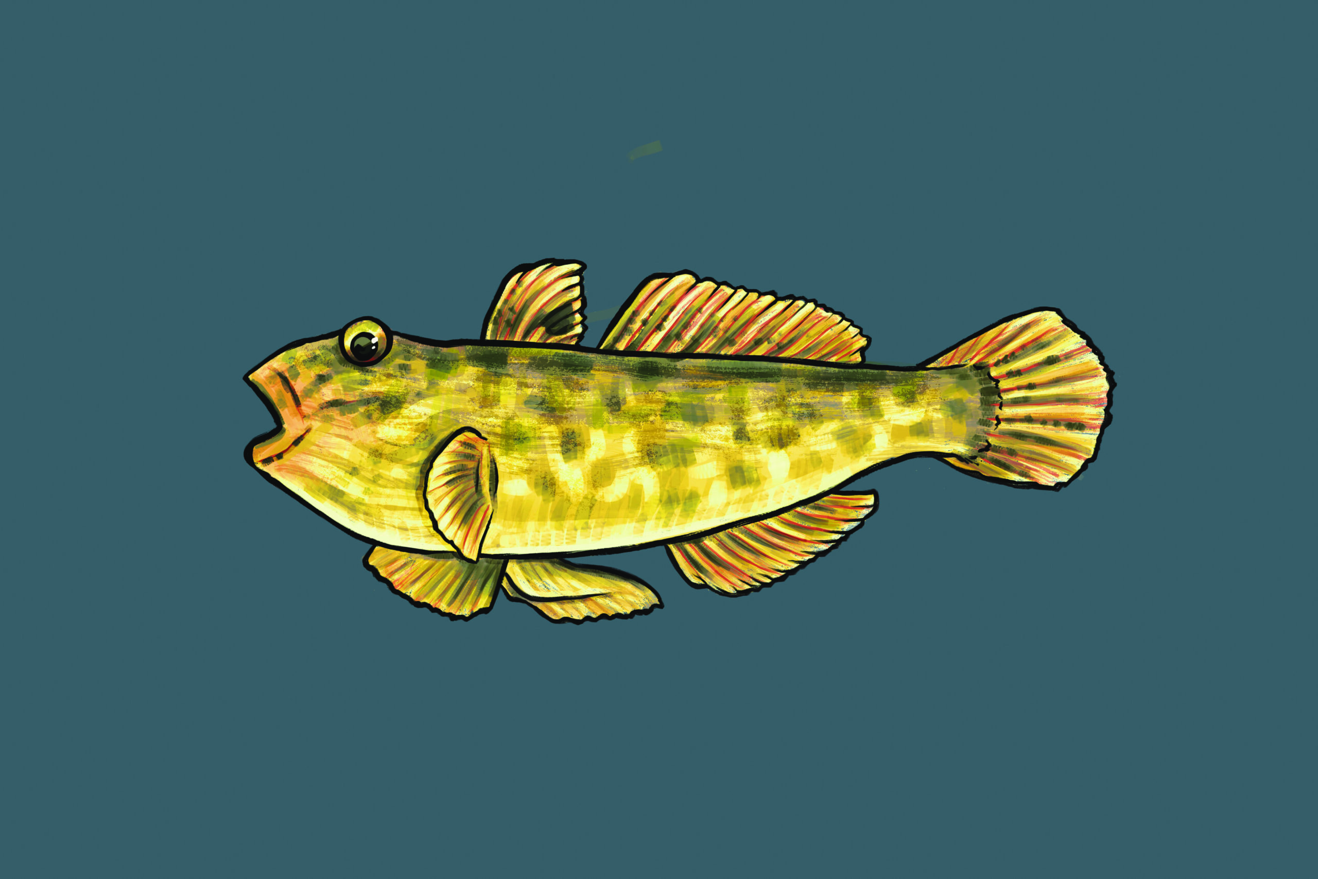 Draw Round Goby