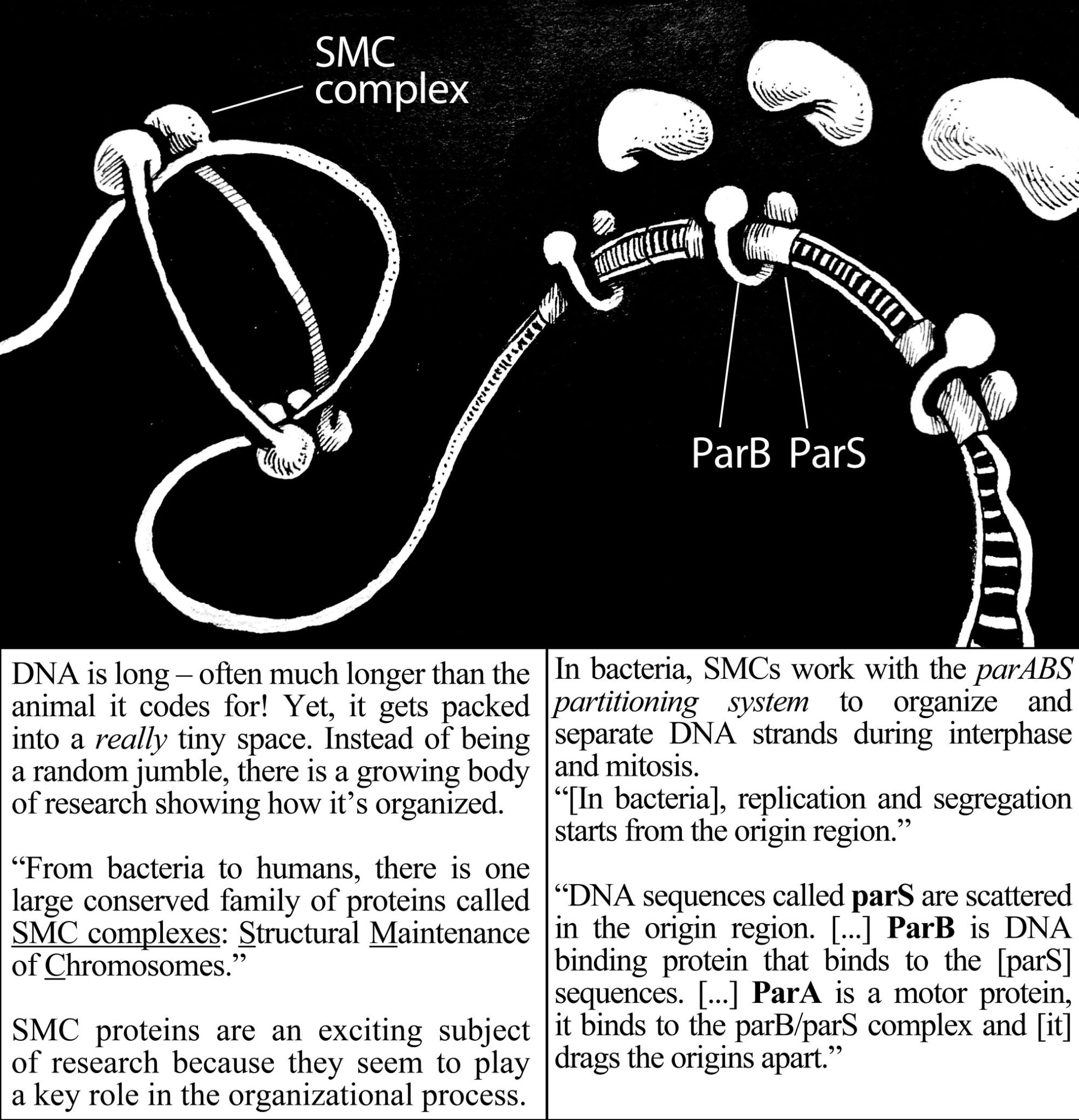 Solving the bacterial genome: Visualizing chromosome segregation - The ...