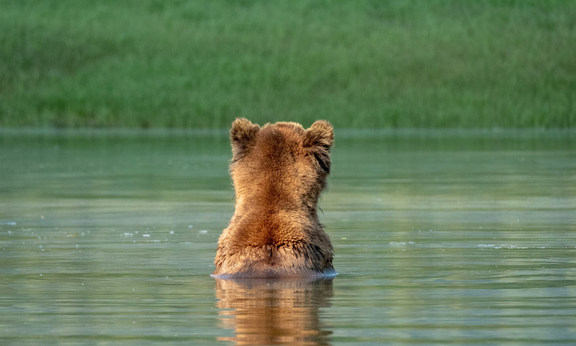 My thoughts on femininity as a so-called 900-pound grizzly bear - The ...