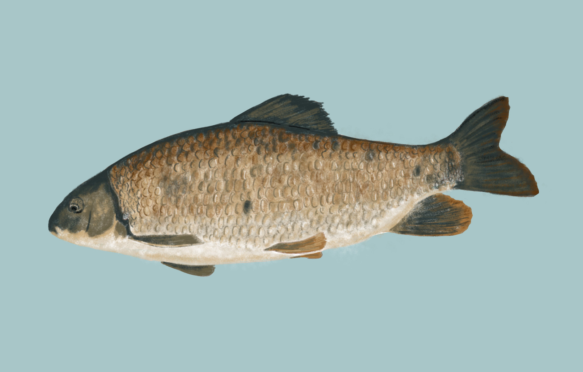 There are not plenty more fish in the river: A story on endangered ...